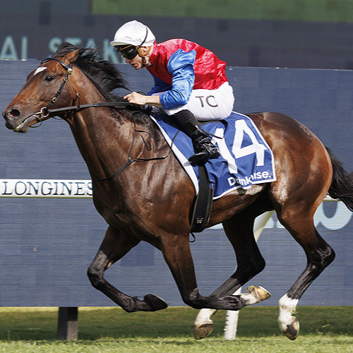 Thoroughbred Stallions – My Store