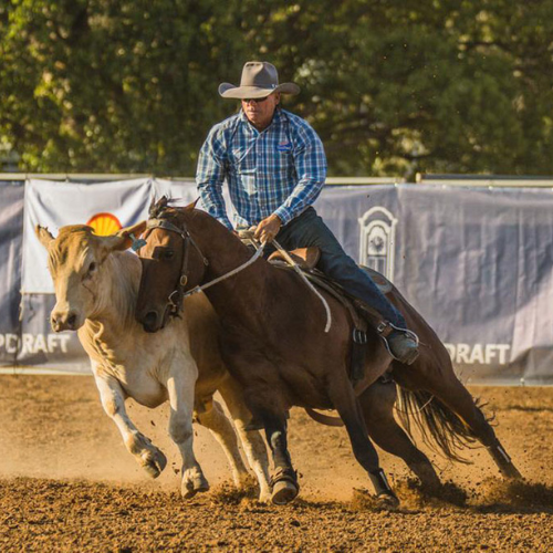 Performance Stallions – My Store