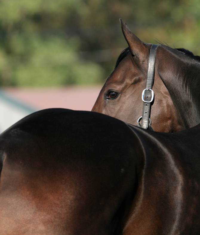 Why Choose Darlington Stud: Setting the Standard in Horse Breeding – My ...
